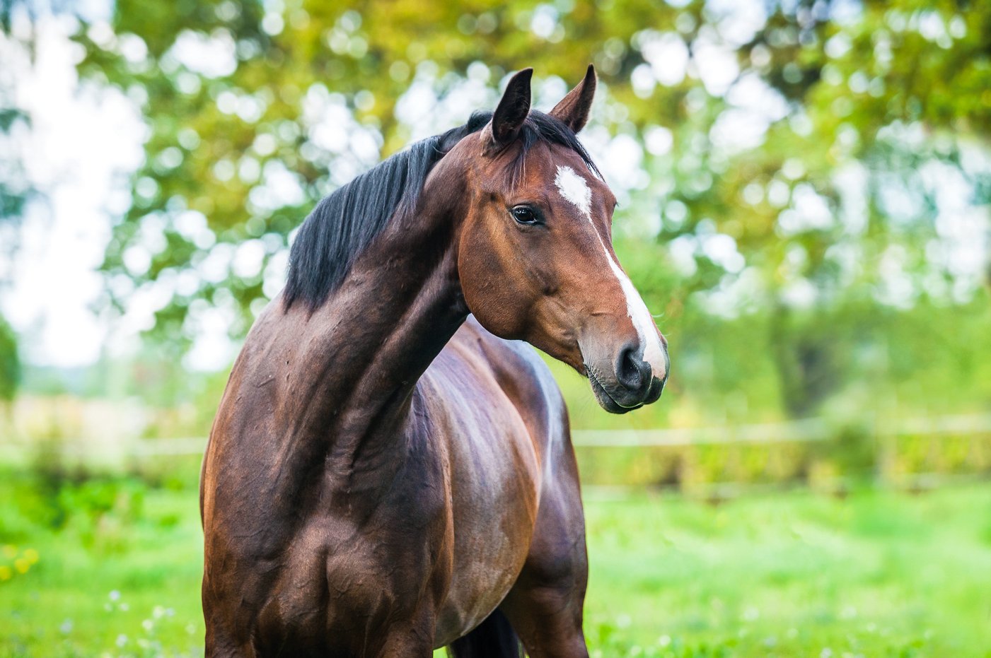 Antech — Equine Diagnostics
